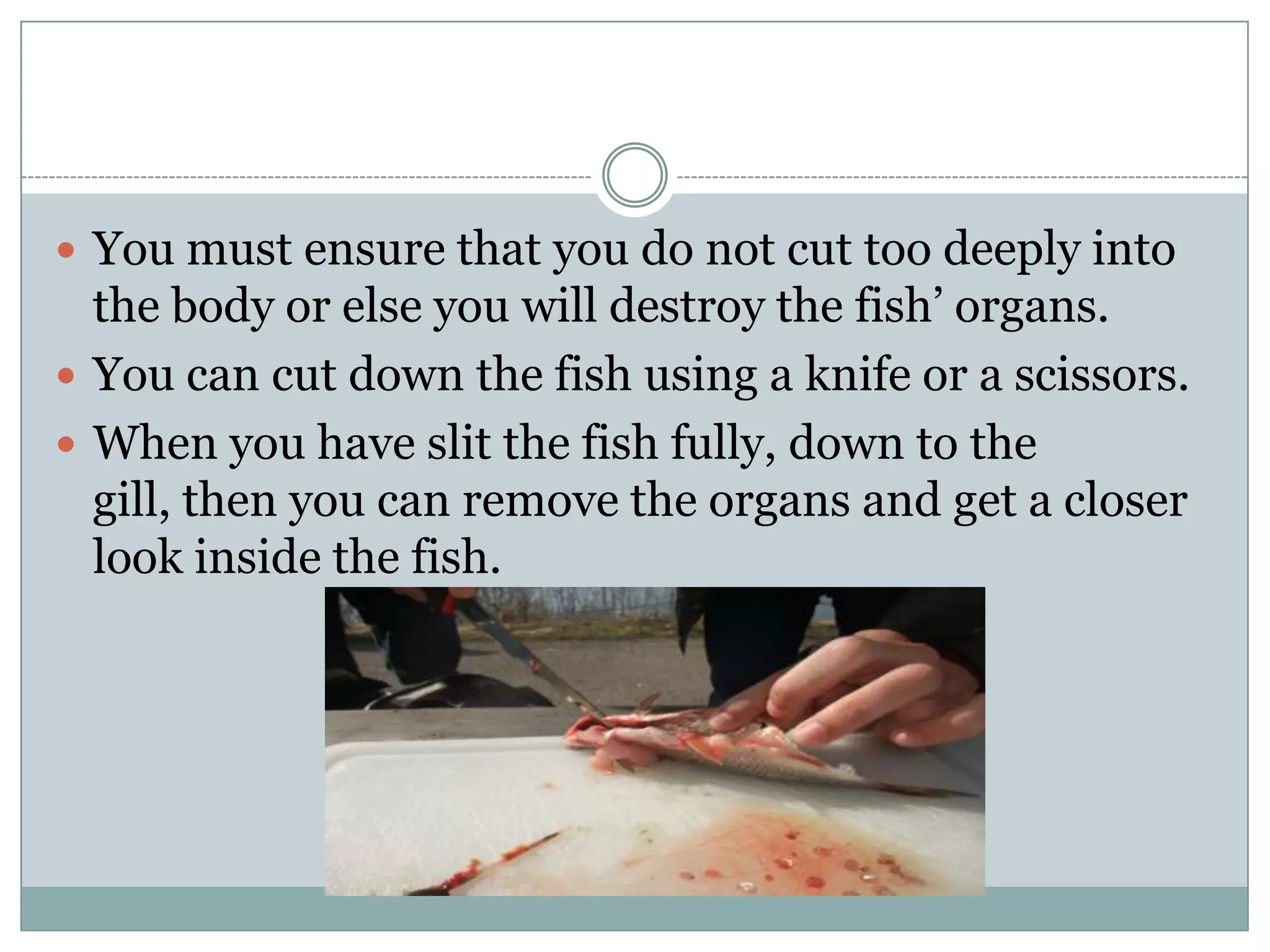 Dissecting a fish | PPTX