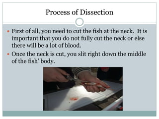 Dissecting a fish | PPTX
