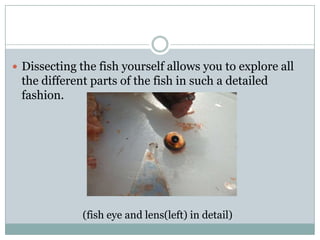 Dissecting a fish | PPTX