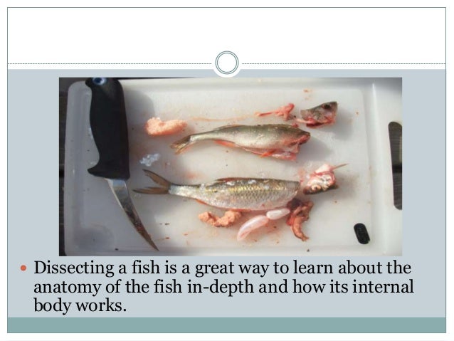 Dissecting a fish