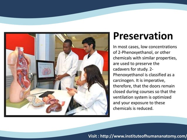 Dissecting a human body | PPTX | Medical Health