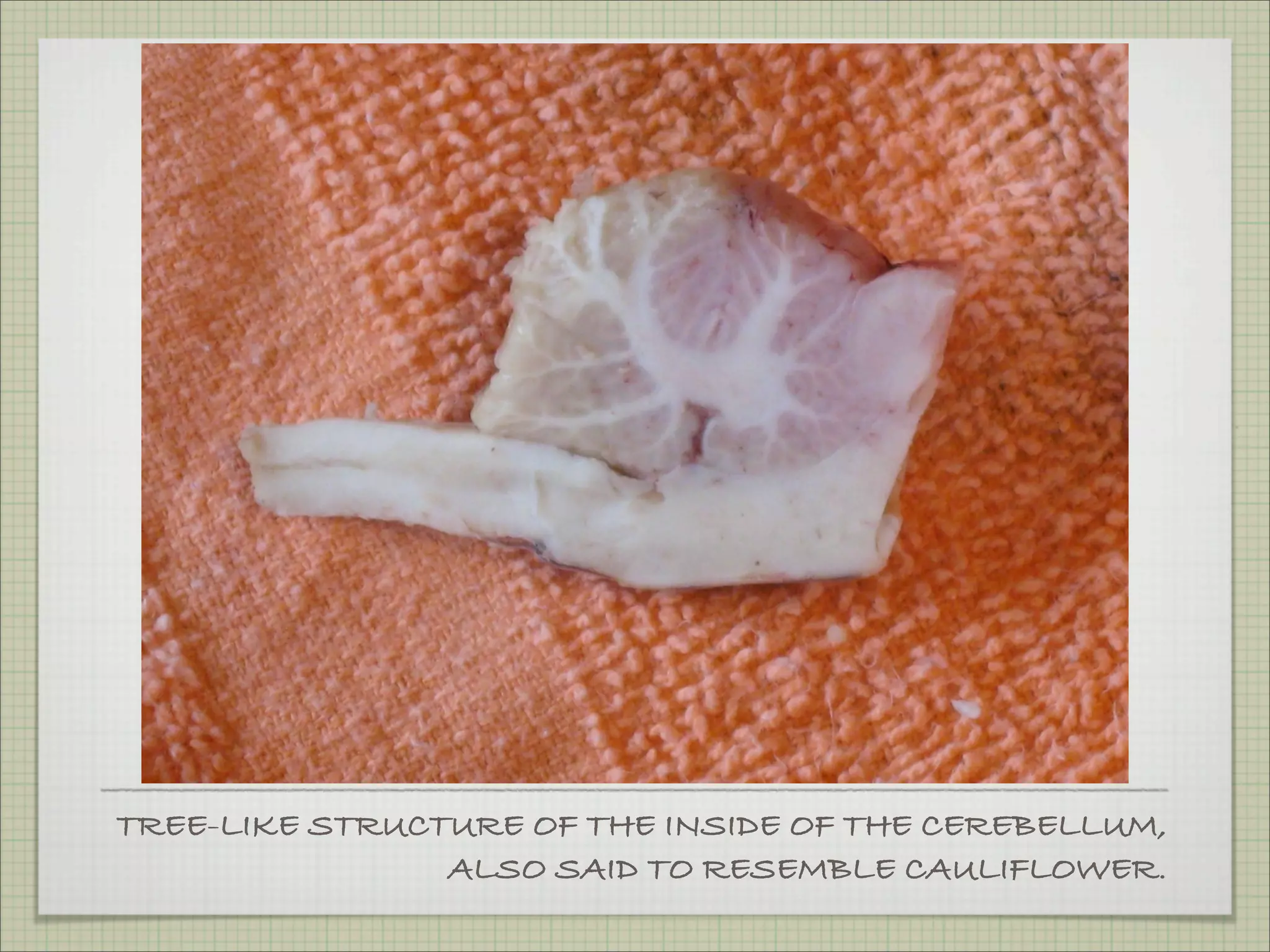 Sheep Dissection | PPT