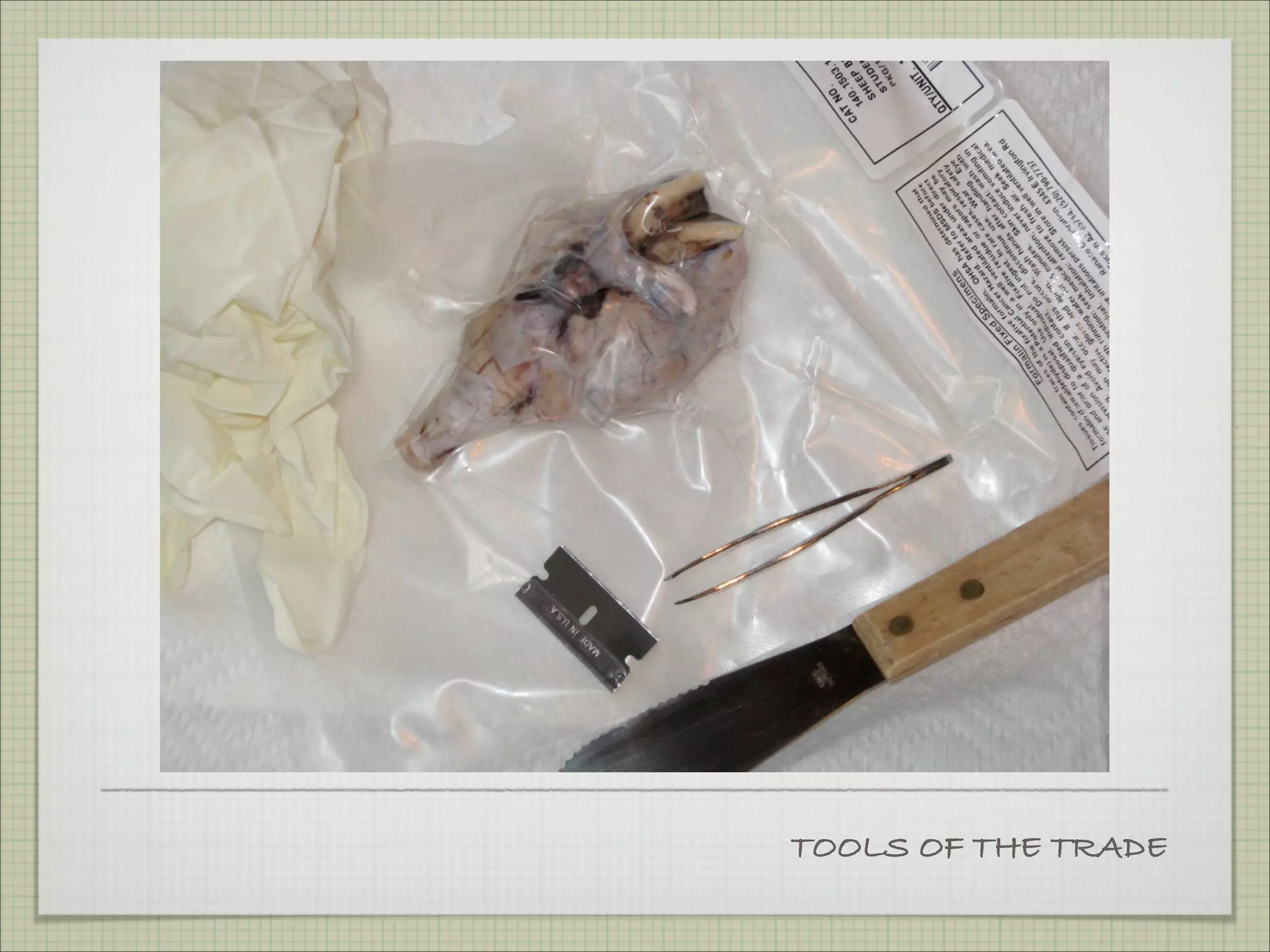 Sheep Dissection | PPT