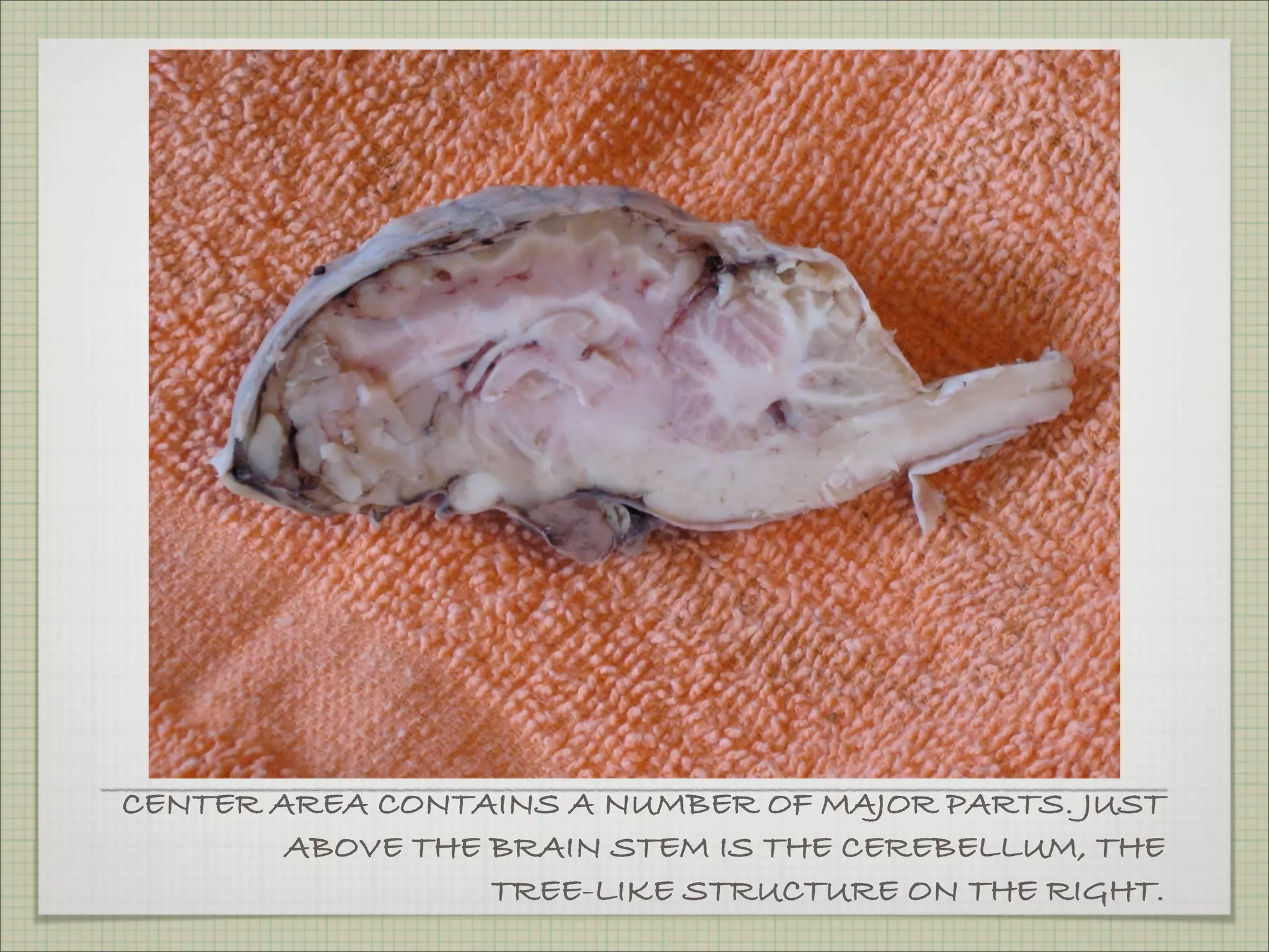 Sheep Dissection | PPT