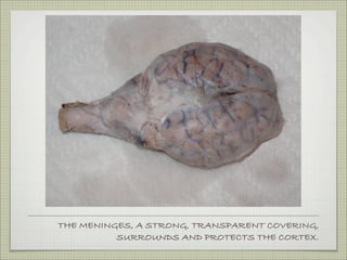 Sheep Dissection | PPT