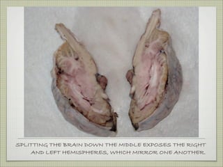 Sheep Dissection | PPT