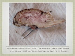 Sheep Dissection | PPT