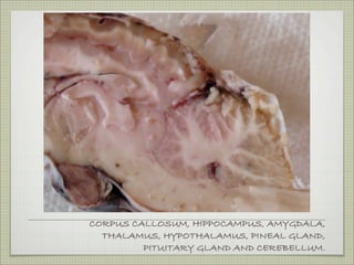 Sheep Dissection | PPT