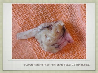 Sheep Dissection | PPT