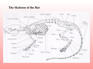 Dissection guide to the rat | PPT