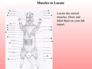 Dissection guide to the rat | PPT