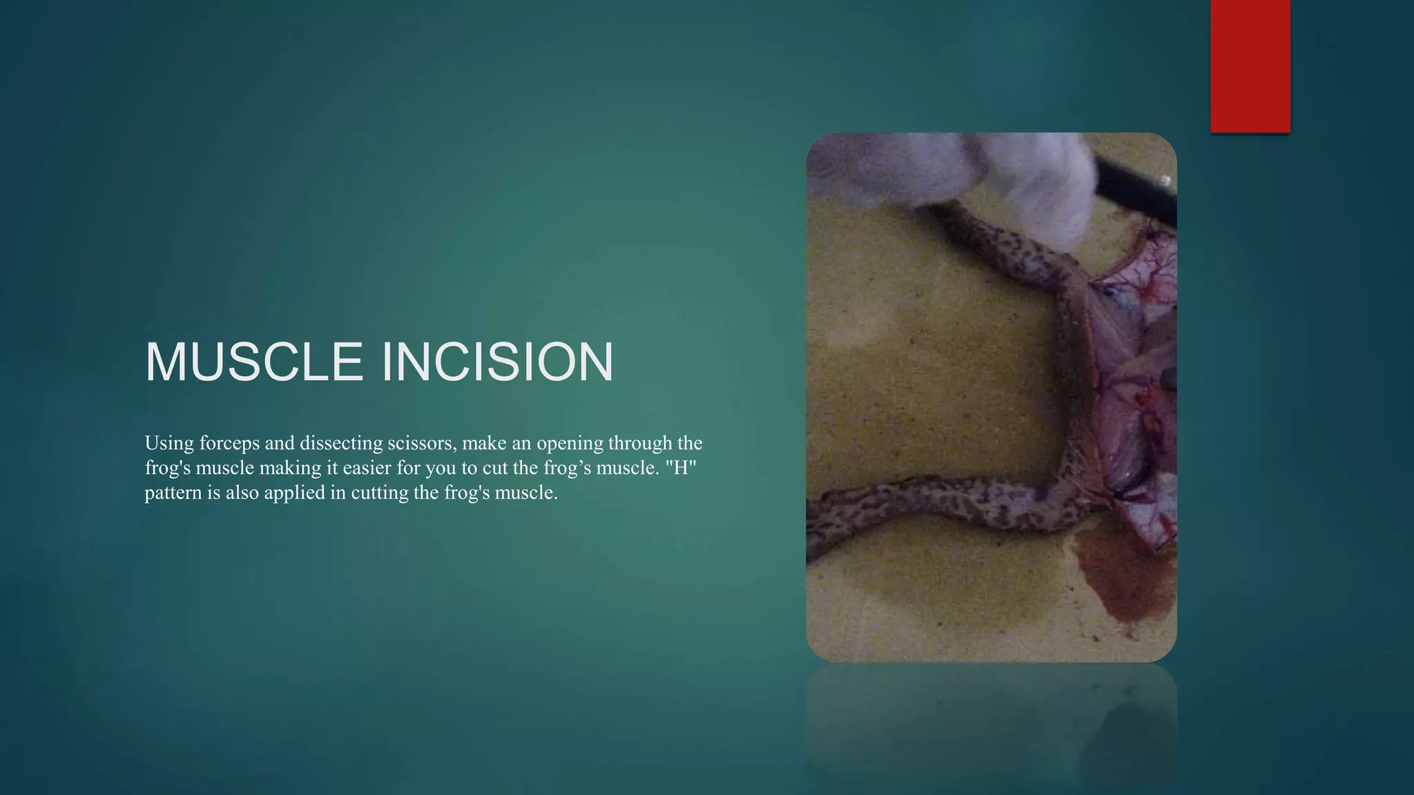 Dissection of frog | PPTX