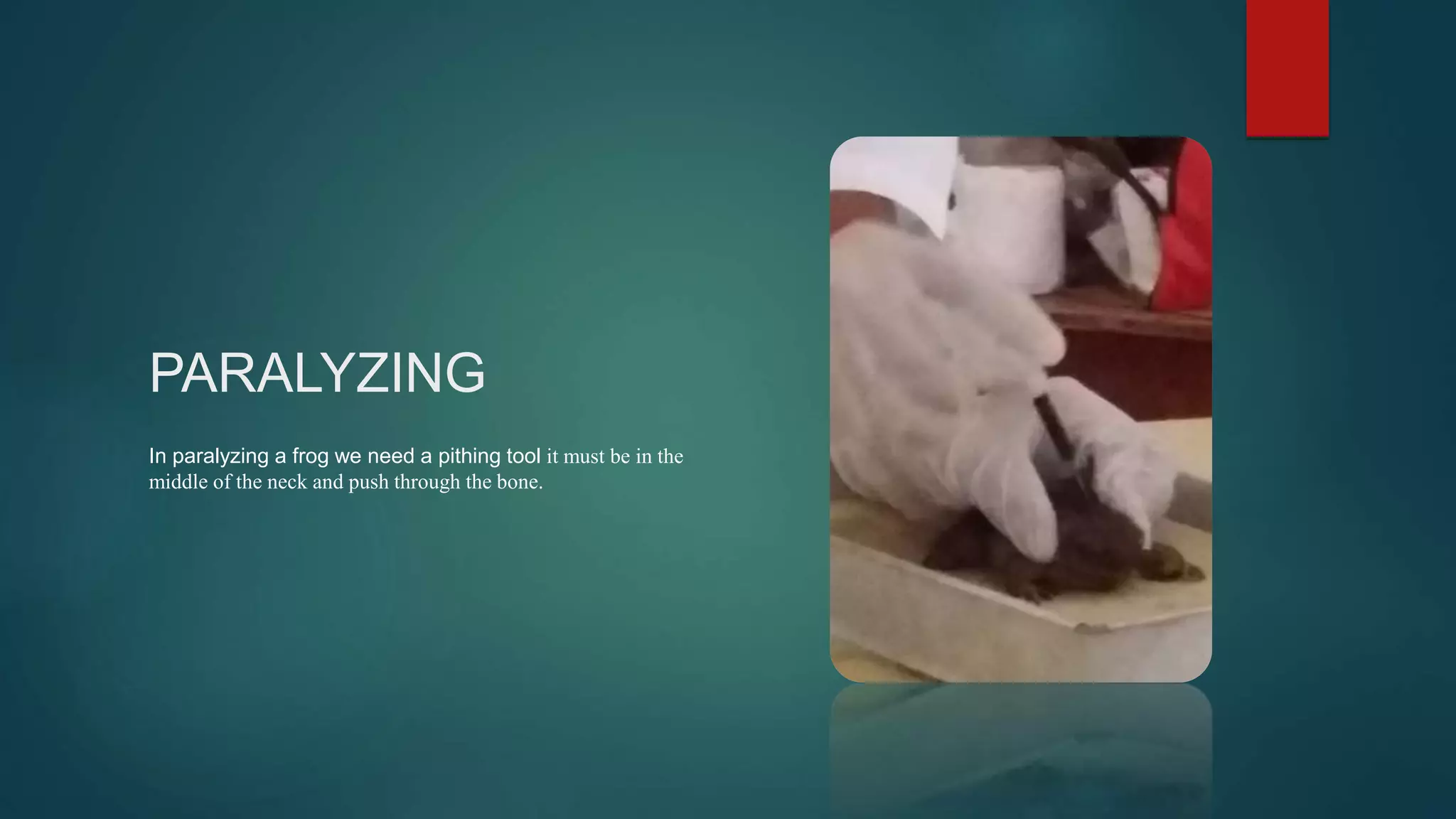 Dissection of frog | PPTX