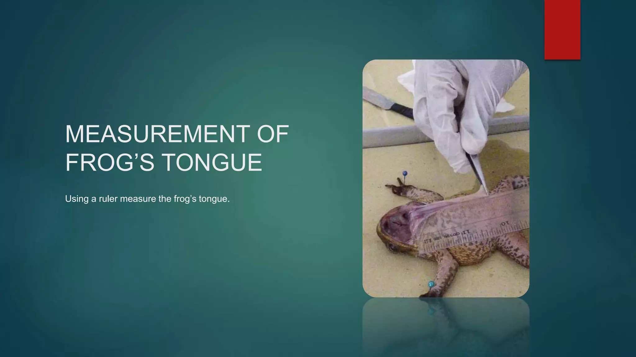 Dissection of frog | PPTX