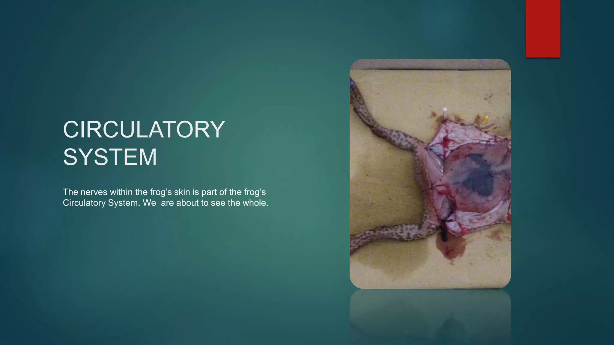 Dissection of frog | PPTX