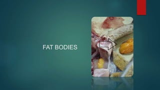 Dissection of frog | PPTX