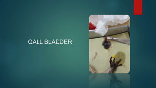 Dissection of frog | PPTX