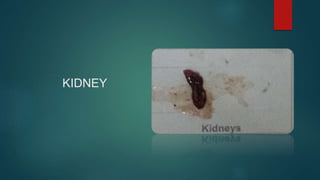 Dissection of frog | PPTX