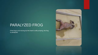 Dissection of frog | PPTX