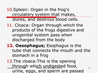 Dissection of frog toad _updated notes | PPTX