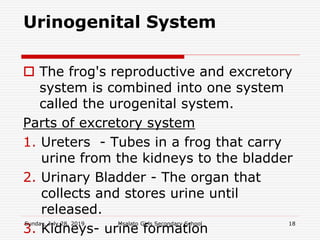Dissection of frog toad _updated notes | PPTX