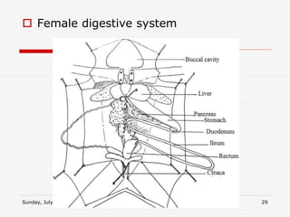 Dissection of frog toad _updated notes | PPTX