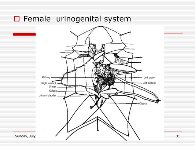 Dissection of frog toad _updated notes | PPTX