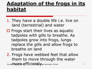Dissection of frog toad _updated notes | PPTX