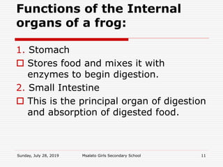 Frog Organs And Functions