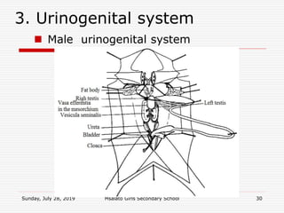 Male Frog Insides Labeled
