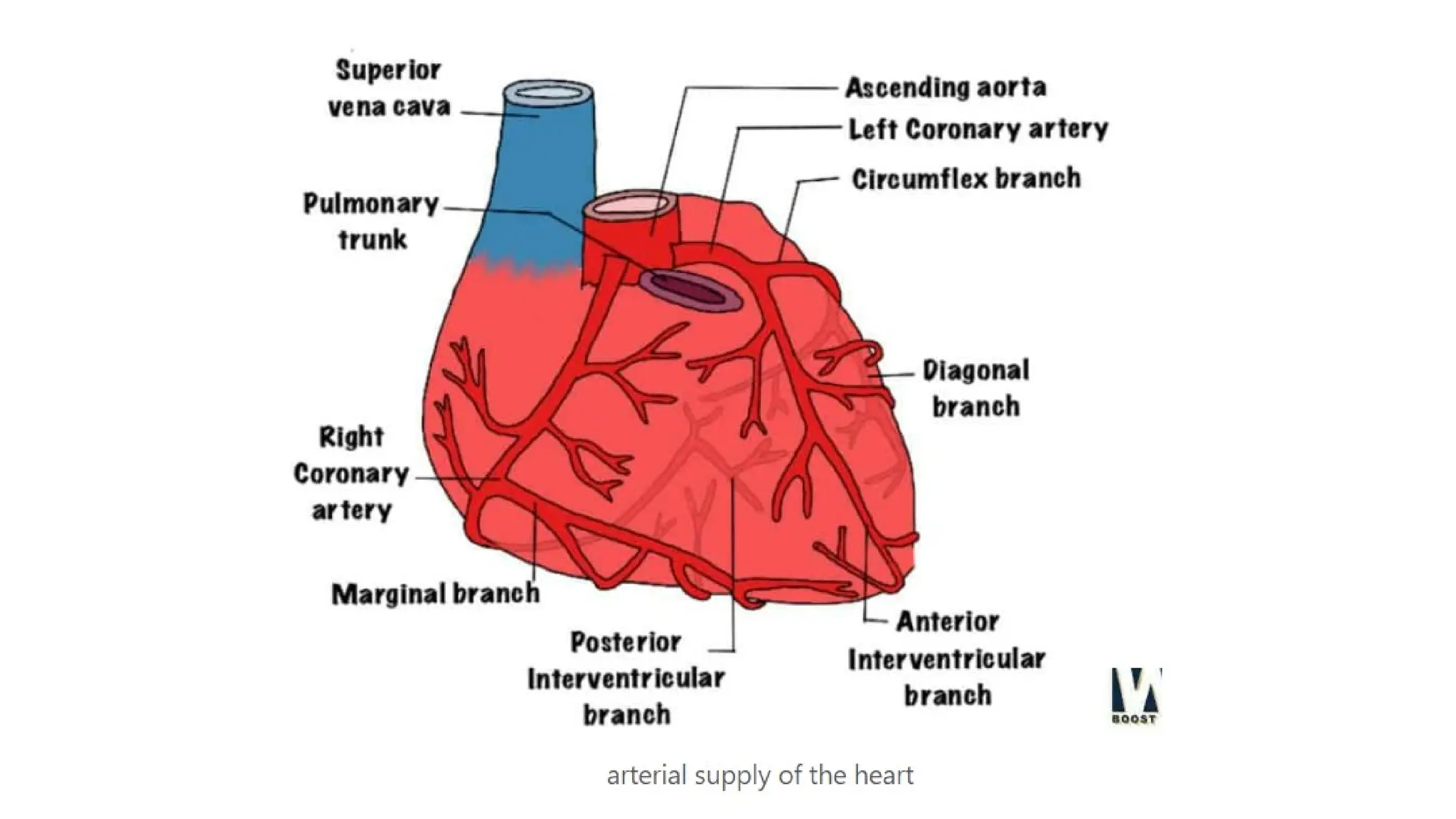 dissection of heart.pptxdjfewioufjewilfewmpfoeiwfe | PPTX