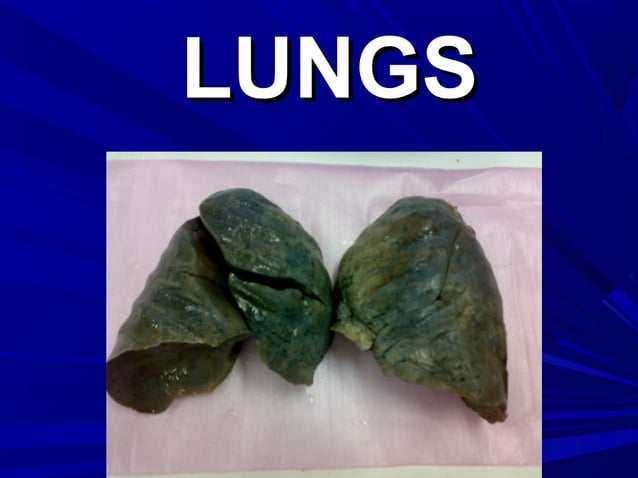 Dissection of heart and lung | PPT