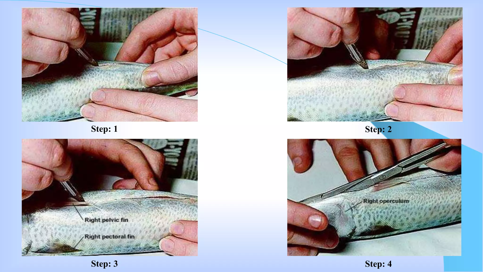 Dissection of internal organs of fish | PPTX