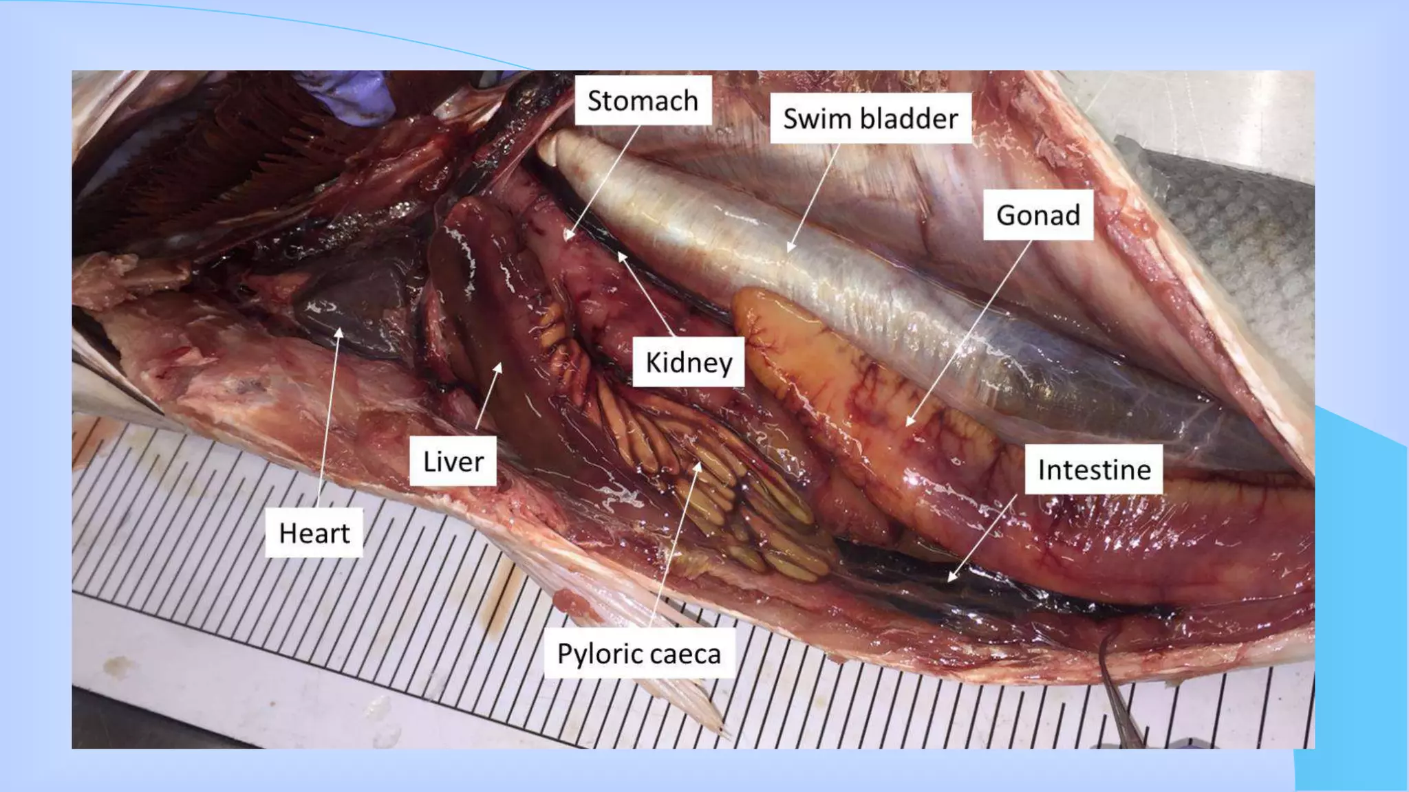Dissection of internal organs of fish | PPTX