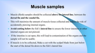 Dissection of internal organs of fish | PPTX