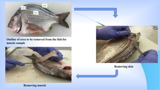 Dissection of internal organs of fish | PPTX