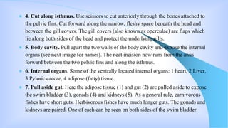Dissection of internal organs of fish | PPTX