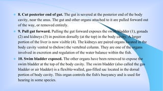 Dissection of internal organs of fish | PPTX