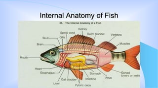 Fish Internal Organs