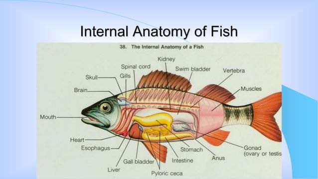 Dissection of internal organs of fish | PPTX