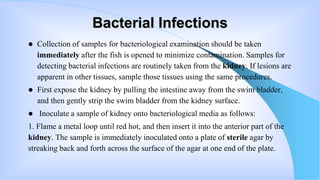 Dissection of internal organs of fish | PPTX