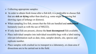 Dissection of internal organs of fish | PPTX