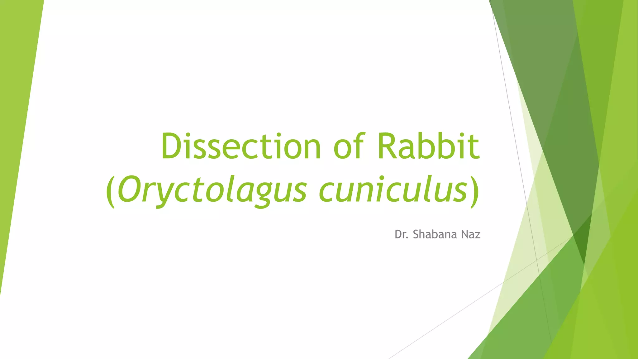 Dissection of Rabbit.pptx