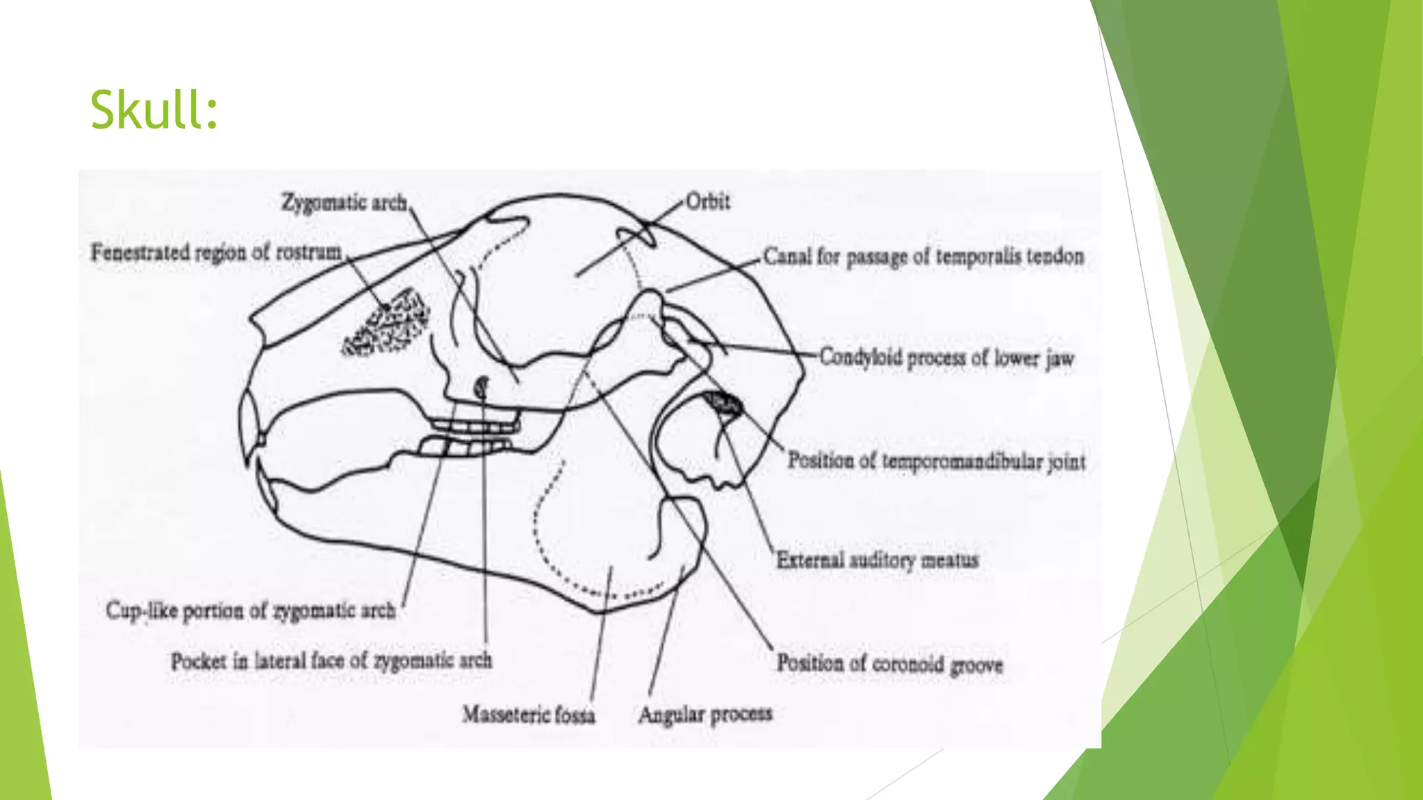 Dissection of Rabbit.pptx