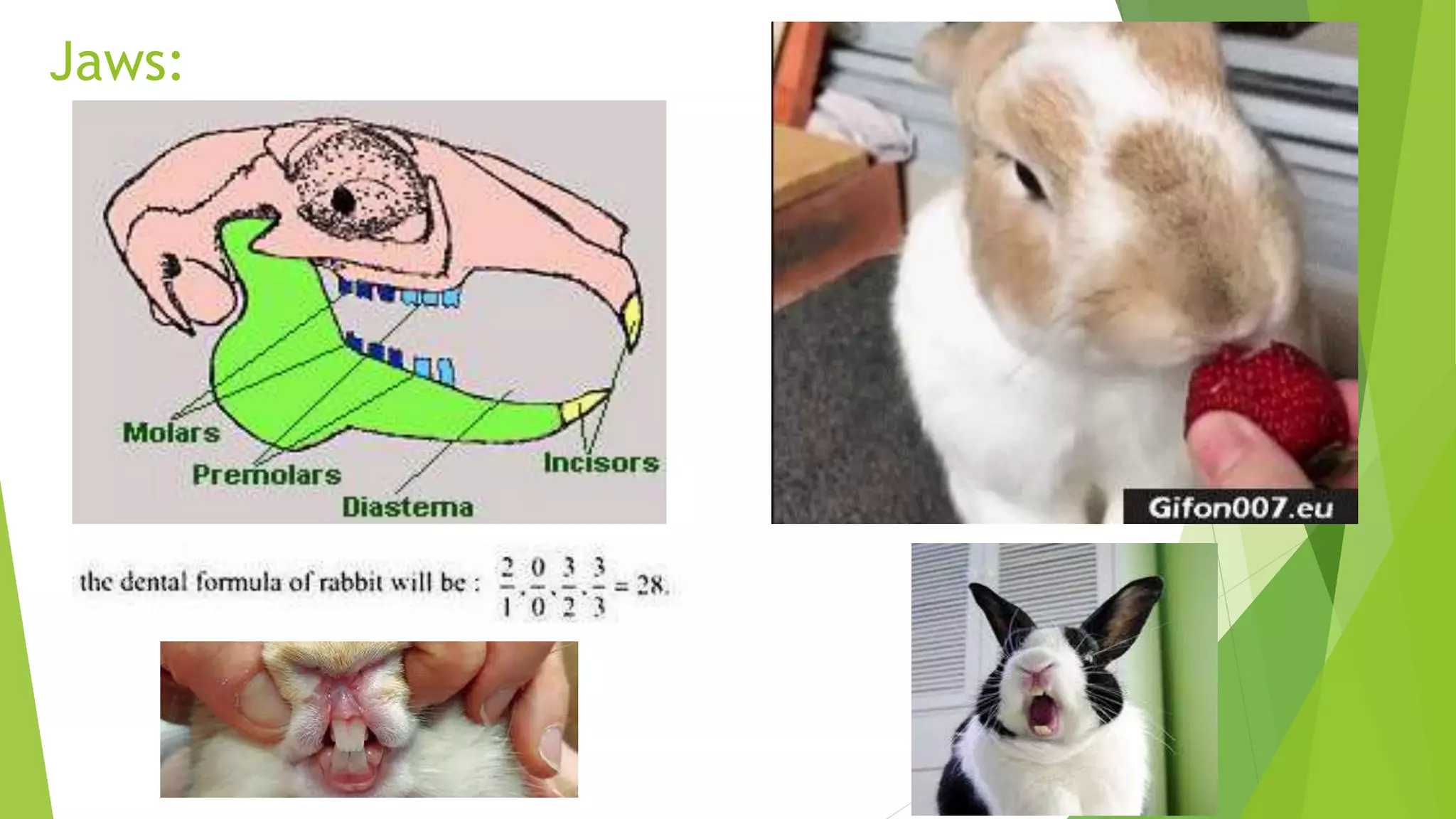 Dissection of Rabbit.pptx