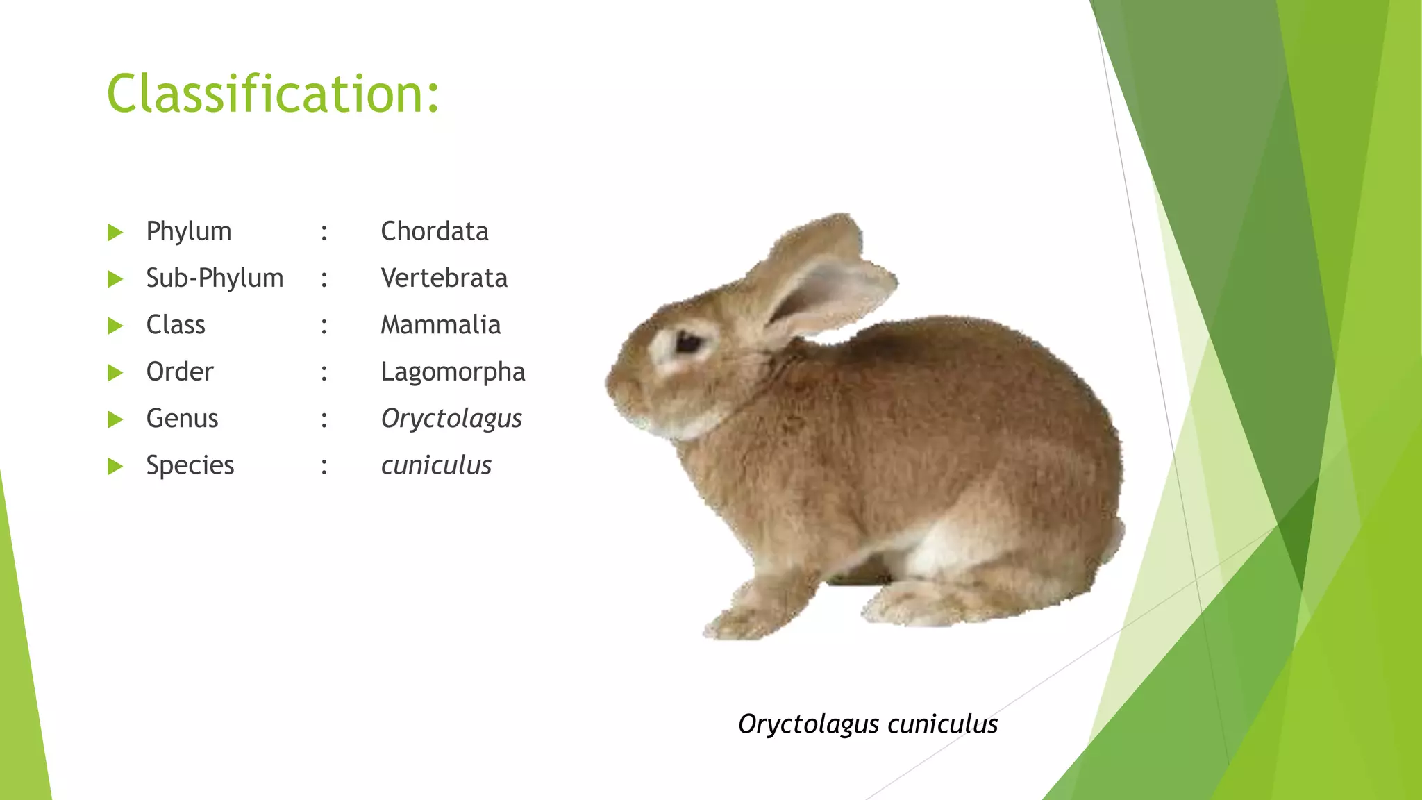 Dissection of Rabbit.pptx
