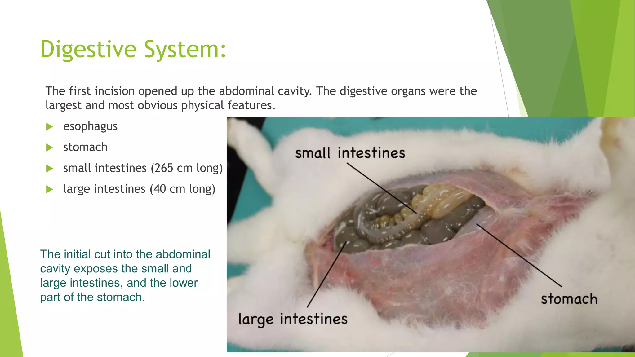 Dissection of Rabbit.pptx