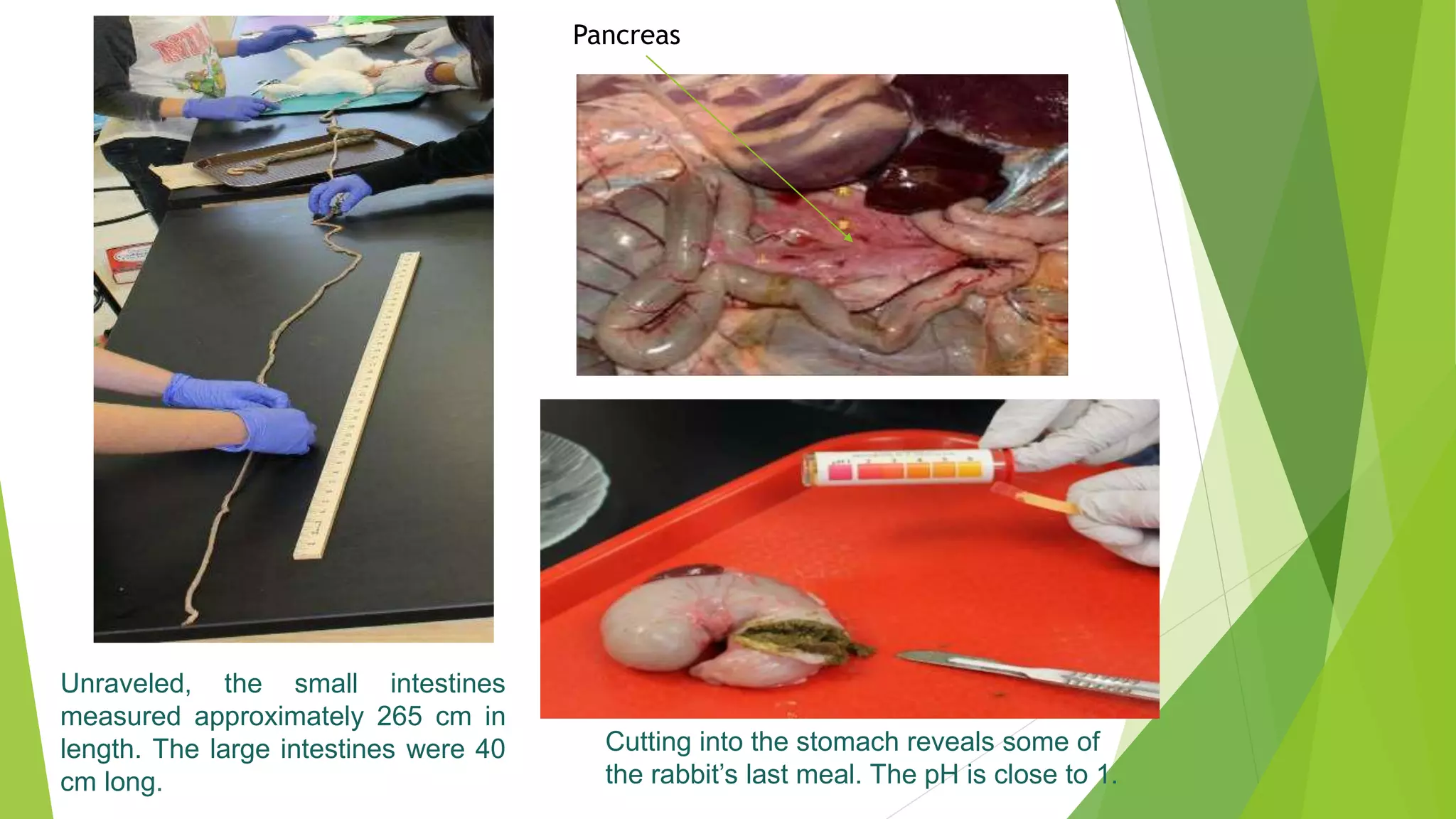Dissection of Rabbit.pptx