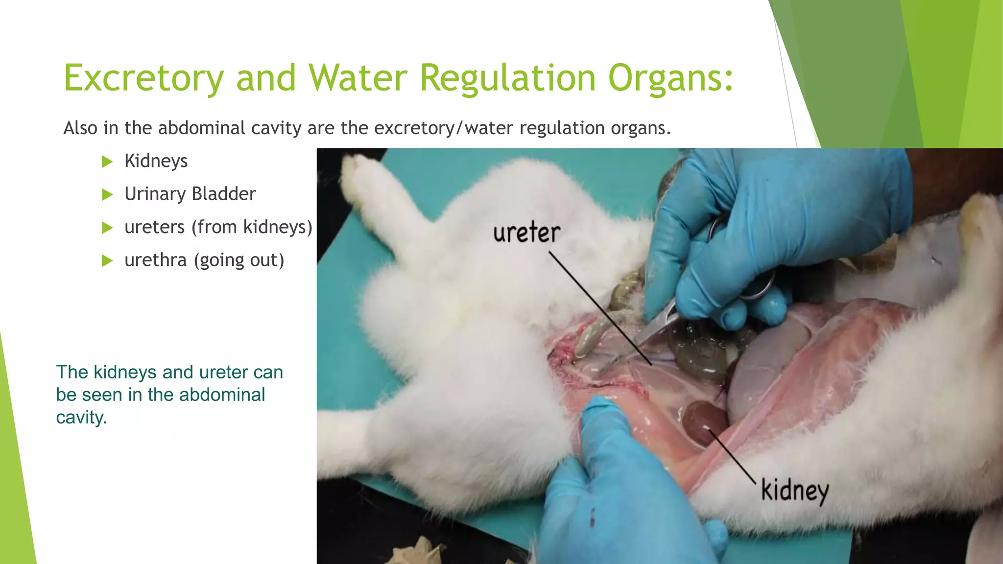 Dissection of Rabbit.pptx