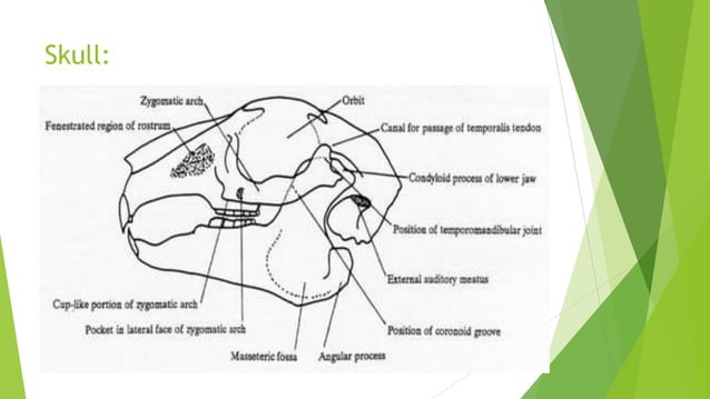 Dissection of Rabbit.pptx